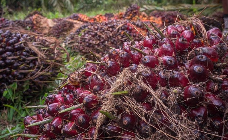 agricom.id - Harga TBS Sawit Kaltim Turun di Periode 1-15 Januari 2025, Dipengaruhi Turunnya ...