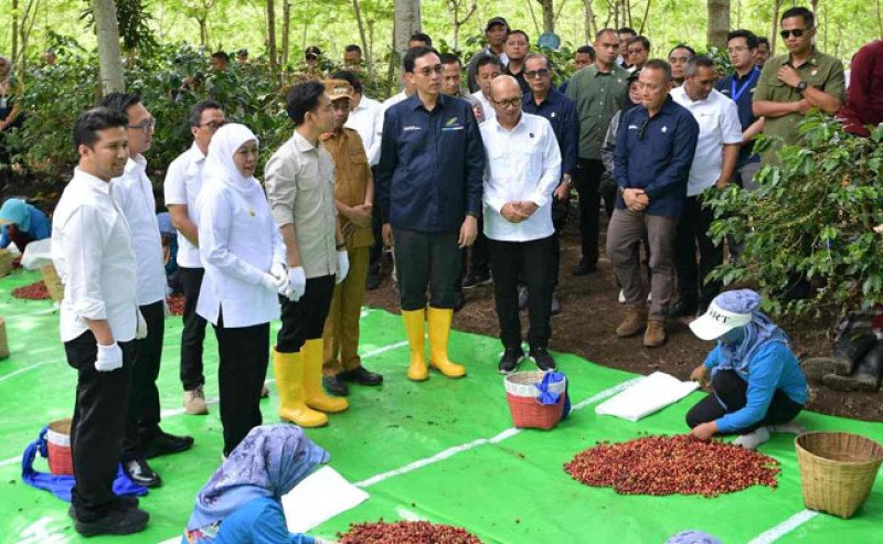 agricom.id - Panen Raya Kopi Ijen: Wapres Gibran Apresiasi Peran PTPN Group Dorong Ekosistem ...
