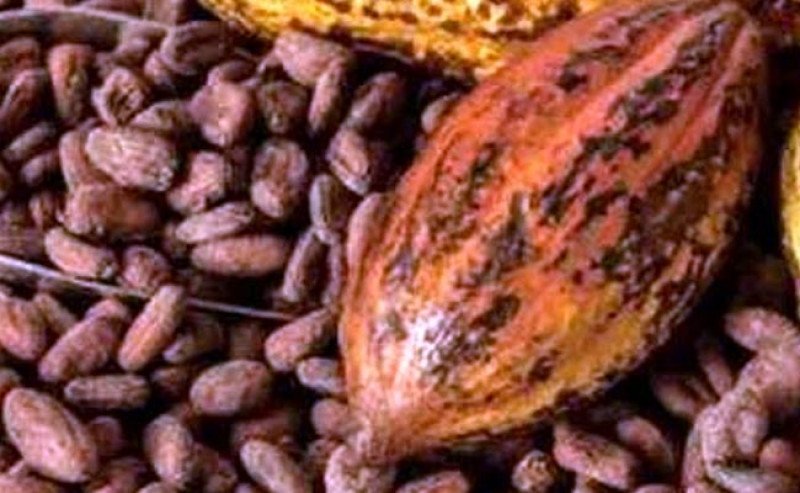 agricom.id - Harga Referensi Biji Kakao Periode Maret 2024 Menguat, Tarif Bea Keluar Tetap